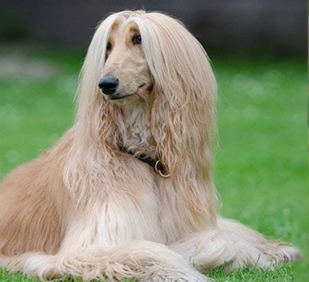 Afaird | The Ultimate Dog Wiki | Fandom