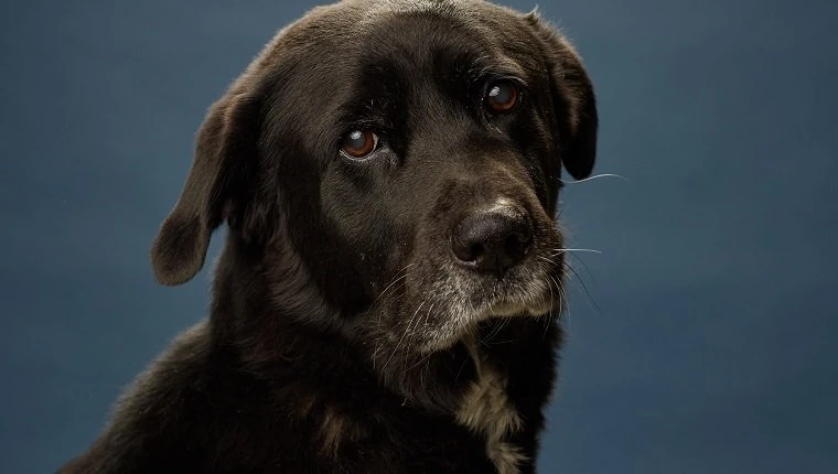 Afador | The Ultimate Dog Wiki | Fandom