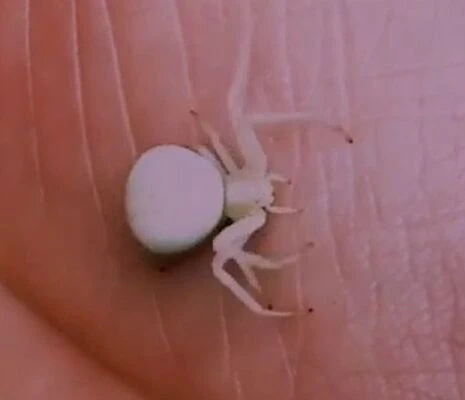 Hatchetfield | The Ultimate Good Wiki | Fandom