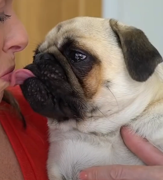 Puggo and Bruno | The ultimate morgz Wiki | Fandom