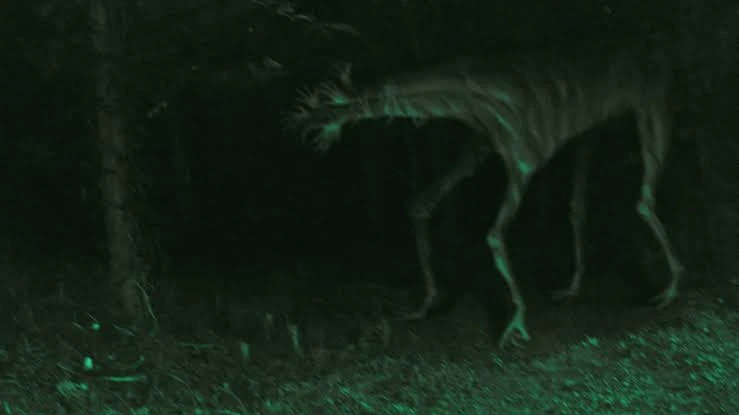 Handprints | The Ultimate Trevor Henderson Creature Wiki | Fandom