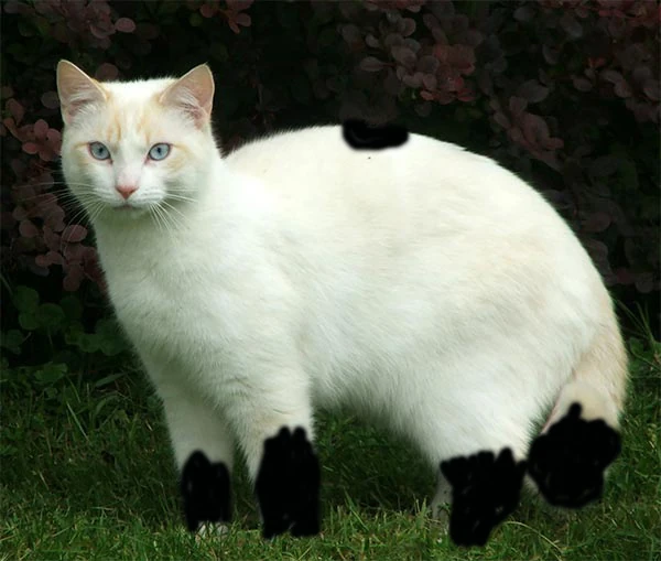 Swanpool | The Ultimate Warriors Wiki | Fandom