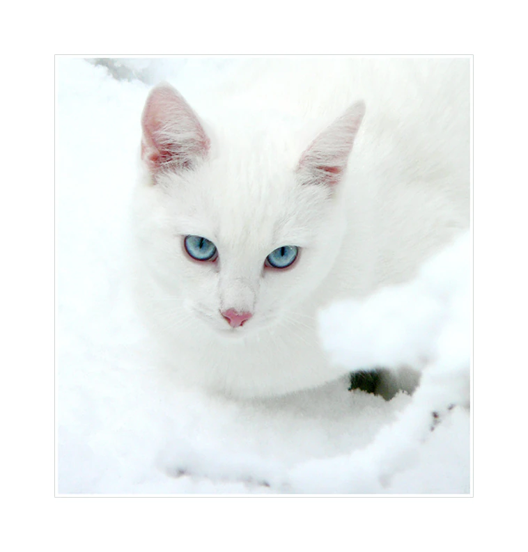 Snowpaw | The Ultimate Warriors Wiki | Fandom