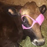 Tus Memes Semanales | The Uncanny Incredible Wiki | Fandom