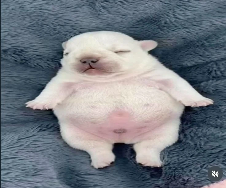 Joke Pibble Phase (SaturnTanDude) | The Uncanny Incredible Wiki | Fandom