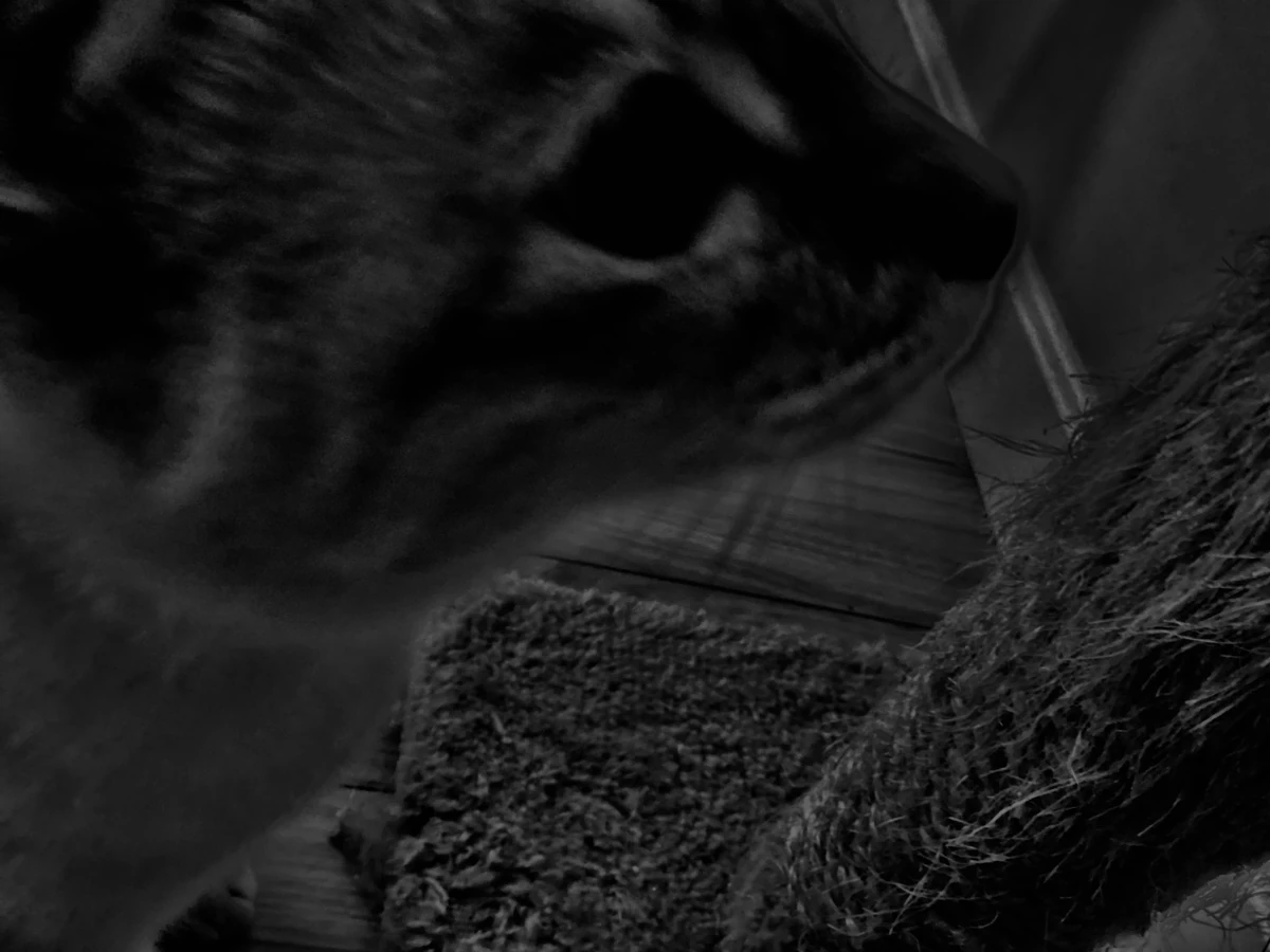 Phase 141 (Dark Shadow) | The Uncanny Incredible Wiki | Fandom