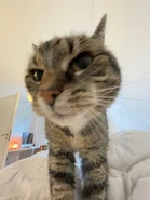 Phase 201 (Gold XD) | The Uncanny Incredible Wiki | Fandom