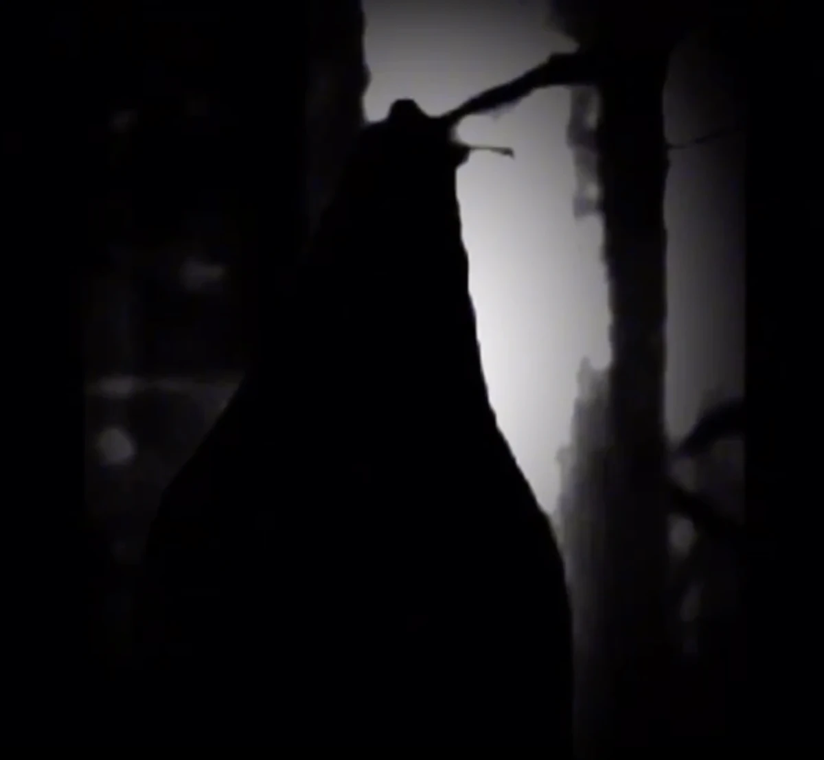 Phase 41 (Memes Everyday) | The Uncanny Incredible Wiki | Fandom