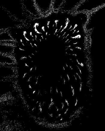 Phase 34 (The CJ Planets) | The Uncanny Incredible Wiki | Fandom
