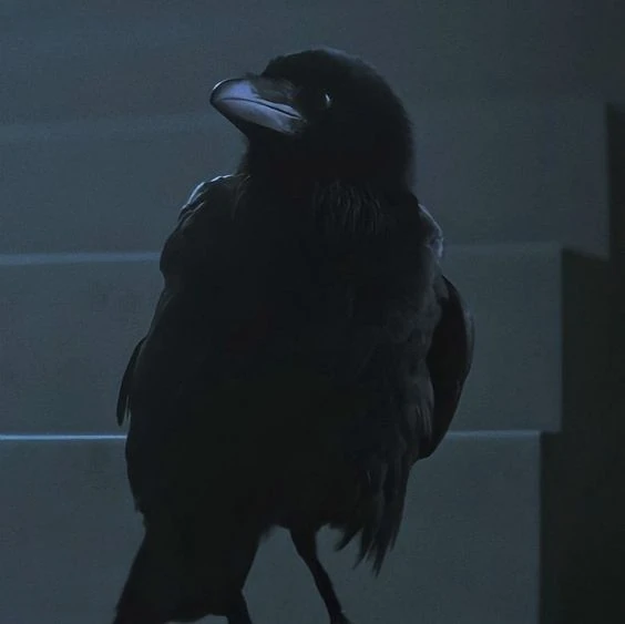 Matthew the Raven | Clairvoyant Cinematic Universe Wiki | Fandom