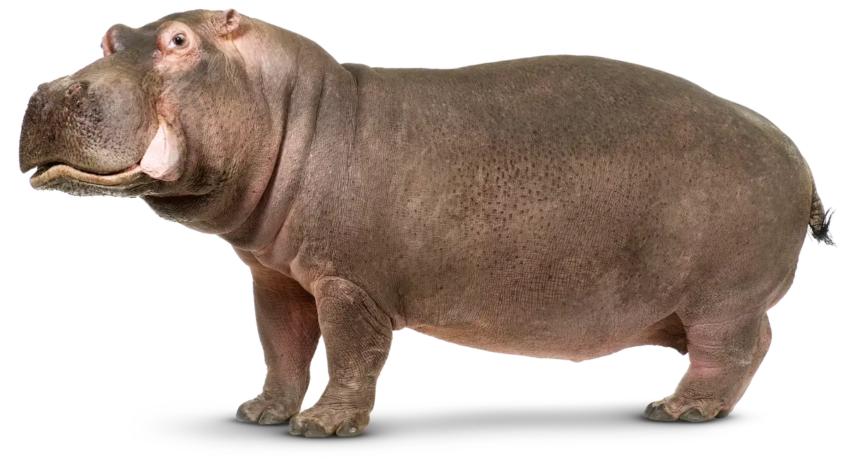 Hippopotamus | The Unnatural Habitat City Movie Wiki | Fandom