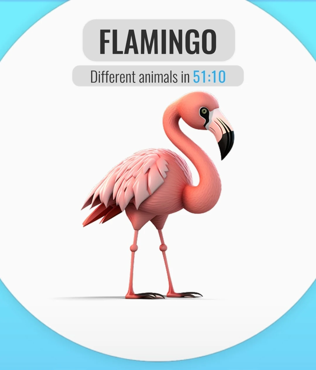 Category:Flamingo | The Unofficial Animash Wiki | Fandom