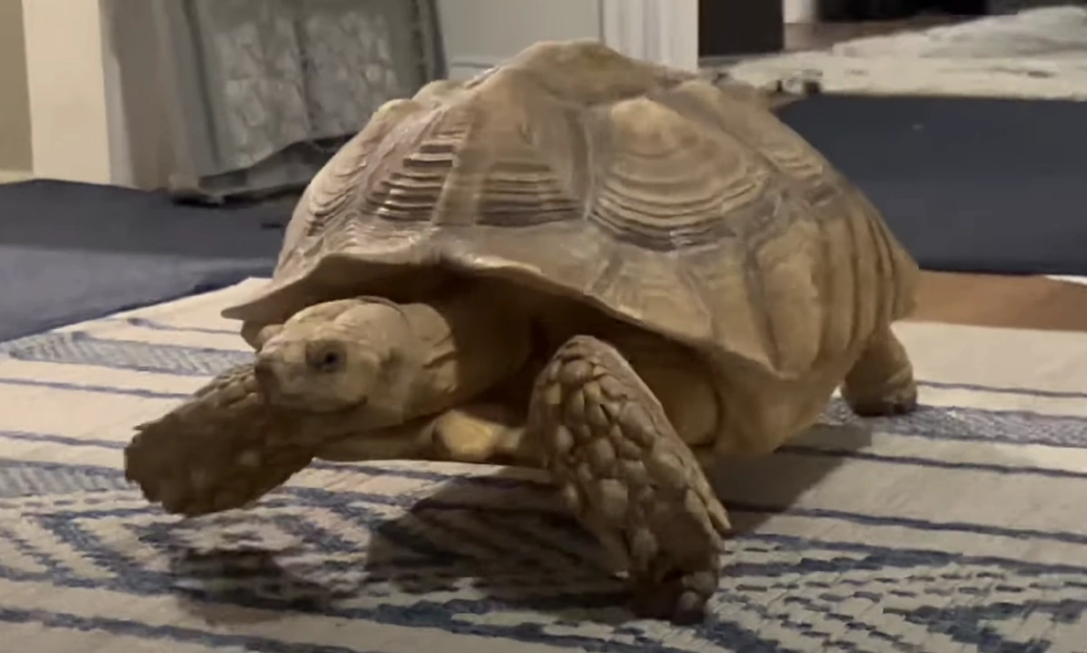 Master Oogway | The Urban Rescue Ranch Wiki | Fandom