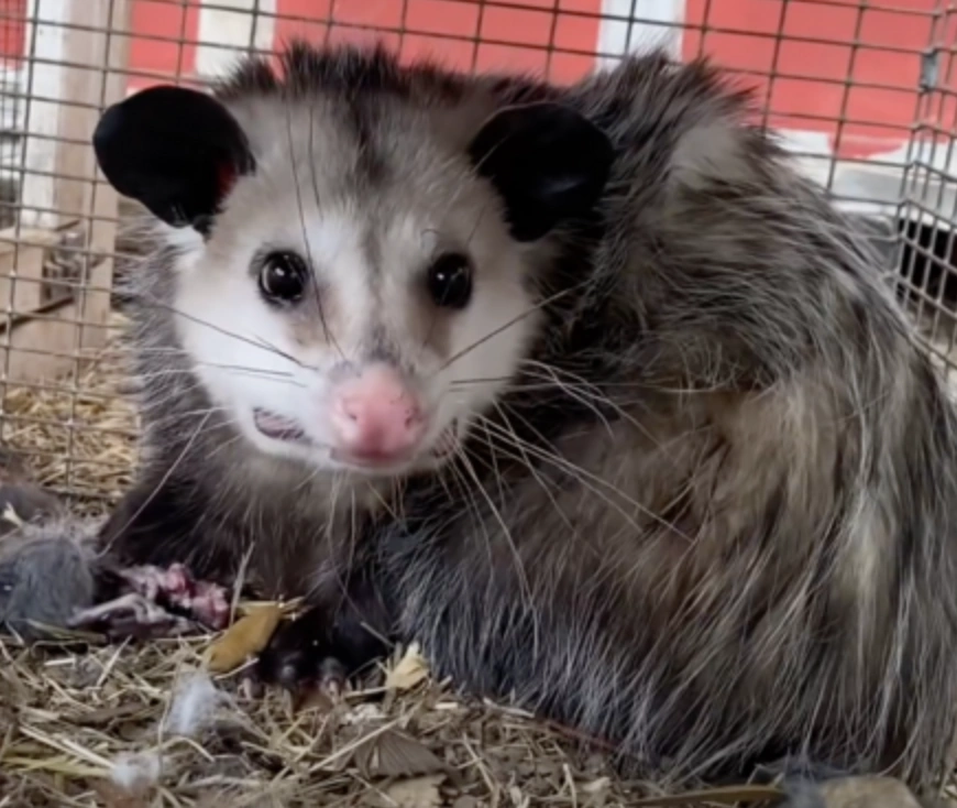 Poppy | The Urban Rescue Ranch Wiki | Fandom