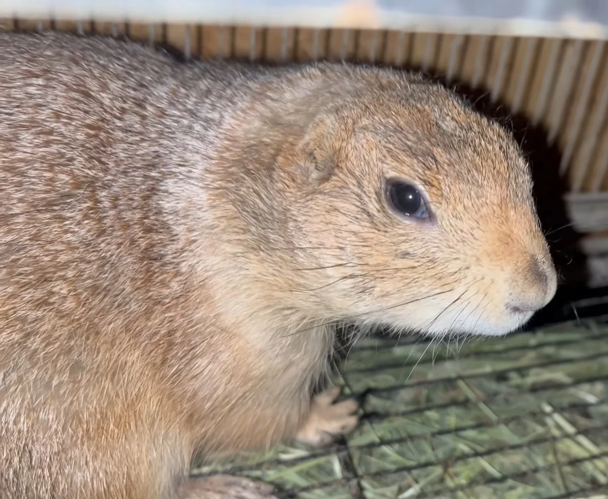 Category:Supporting Characters | The Urban Rescue Ranch Wiki | Fandom