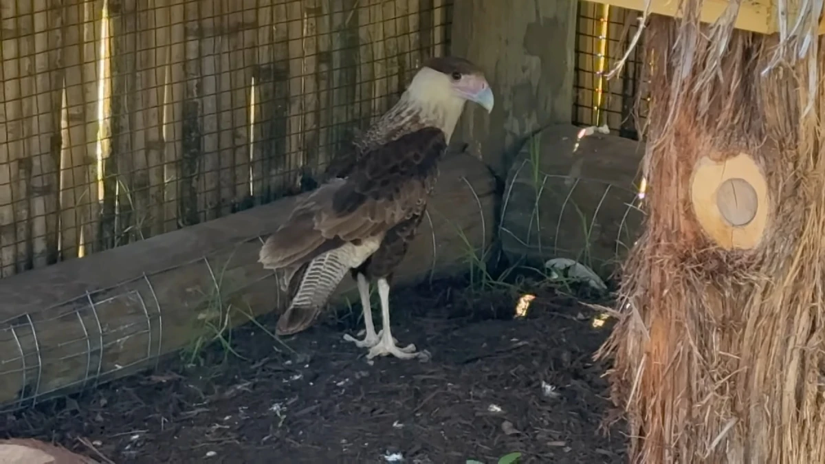 Caracara | The Urban Rescue Ranch Wiki | Fandom