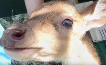 BooBoo | The Urban Rescue Ranch Wiki | Fandom