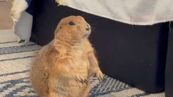 Big Ounce | The Urban Rescue Ranch Wiki | Fandom