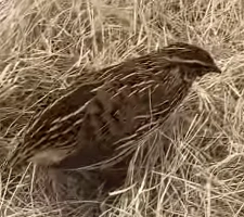 Julio | The Urban Rescue Ranch Wiki | Fandom