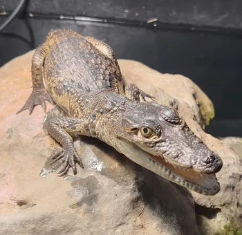 Gustavo Fring | The Urban Rescue Ranch Wiki | Fandom