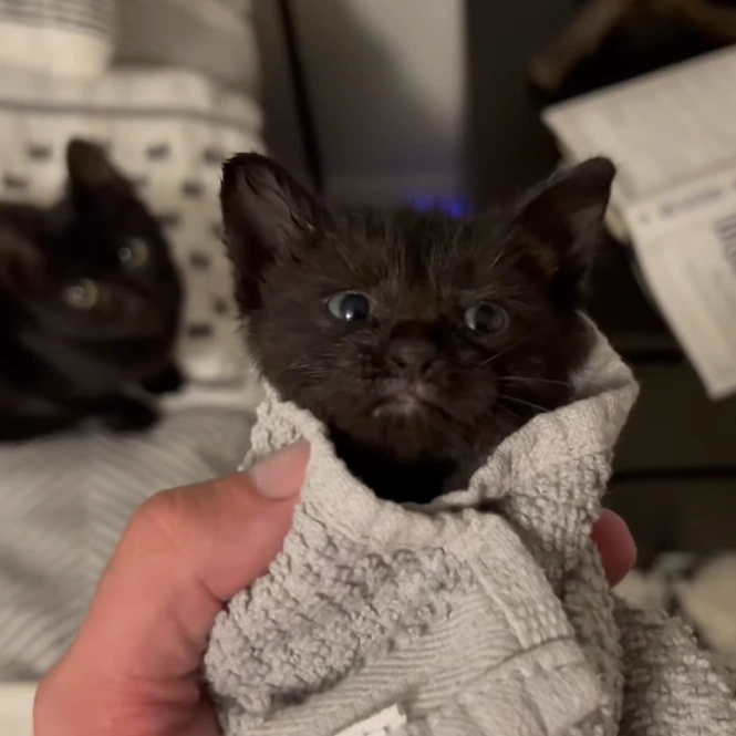 Tupac/Gallery | The Urban Rescue Ranch Wiki | Fandom