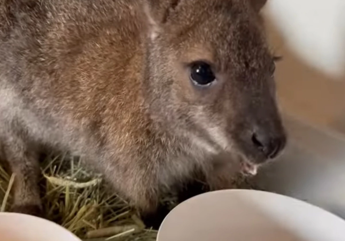 Baby Wobby | The Urban Rescue Ranch Wiki | Fandom