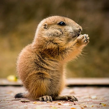 Ouncelings | The Urban Rescue Ranch Wiki | Fandom