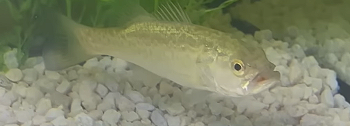 Bubble Bass | The Urban Rescue Ranch Wiki | Fandom