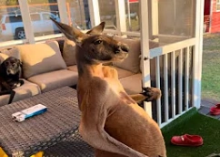 This Kangaroo Destroyed My Porch | The Urban Rescue Ranch Wiki | Fandom