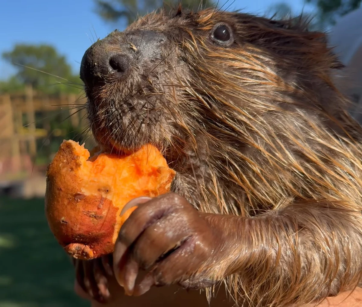 Beaverton | The Urban Rescue Ranch Wiki | Fandom