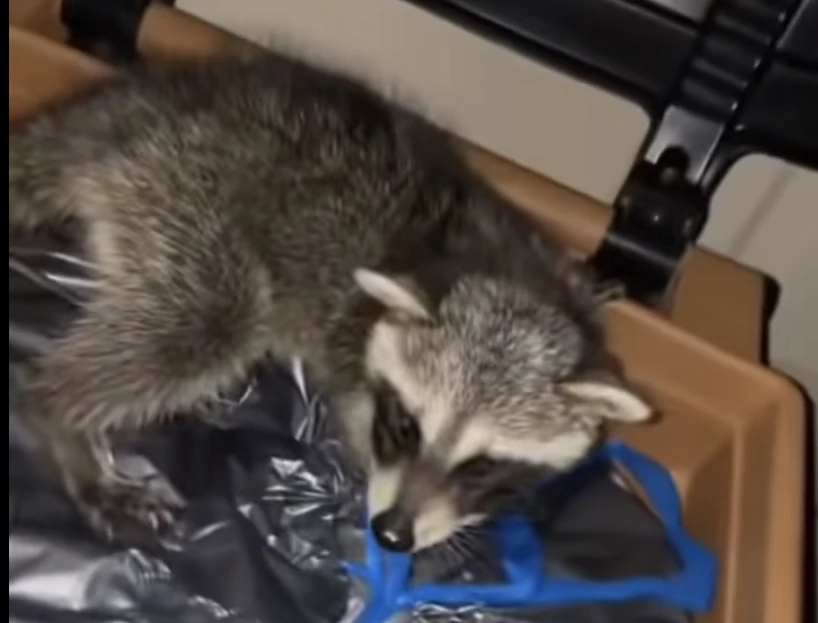 Baby Raccoon | The Urban Rescue Ranch Wiki | Fandom