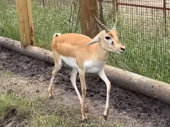 Patrick Bateman | The Urban Rescue Ranch Wiki | Fandom