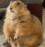 Big Ounce/Gallery | The Urban Rescue Ranch Wiki | Fandom