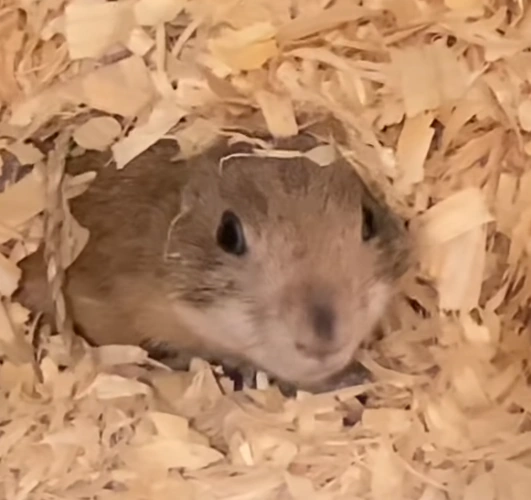 Plappa | The Urban Rescue Ranch Wiki | Fandom