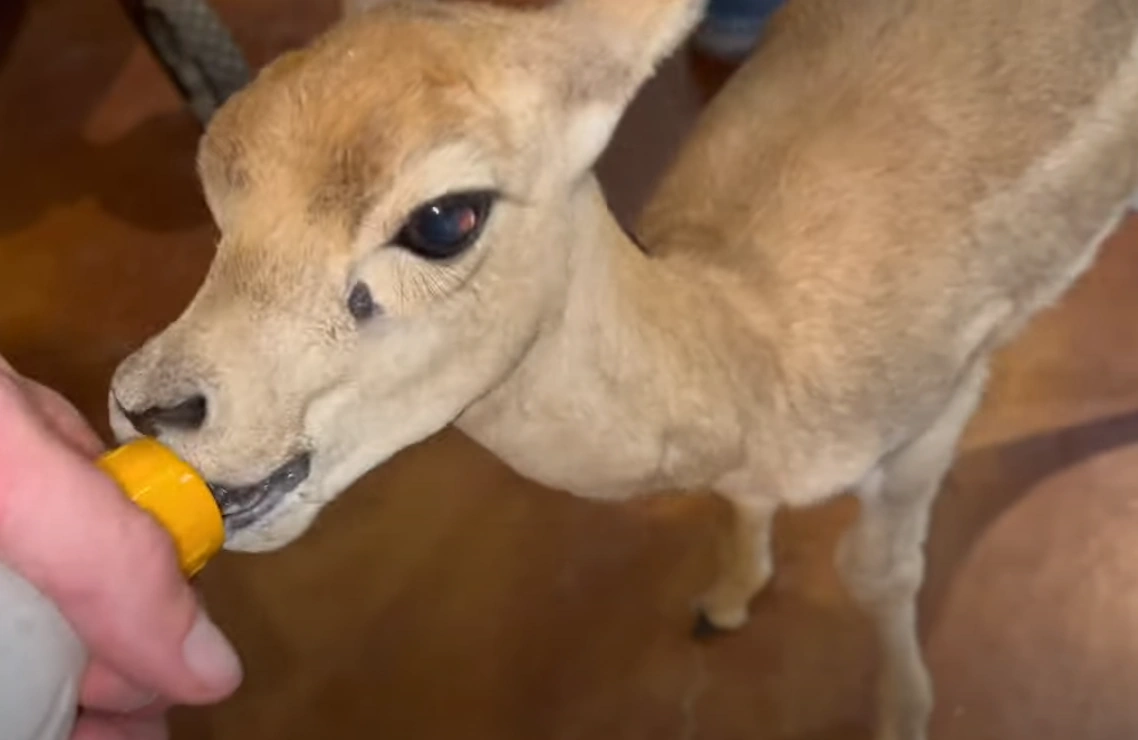 Patrick Bateman/Gallery | The Urban Rescue Ranch Wiki | Fandom