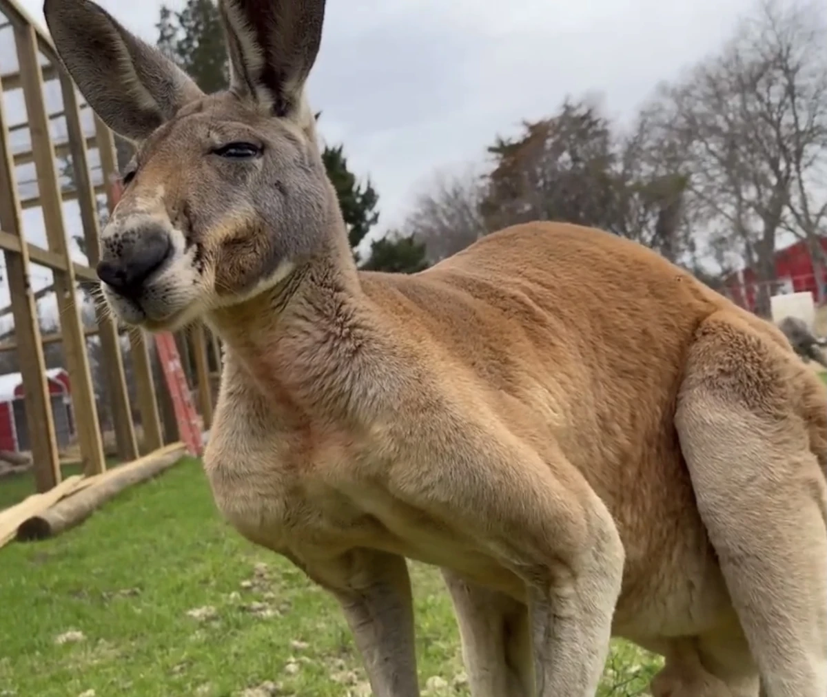 DaBaby | The Urban Rescue Ranch Wiki | Fandom