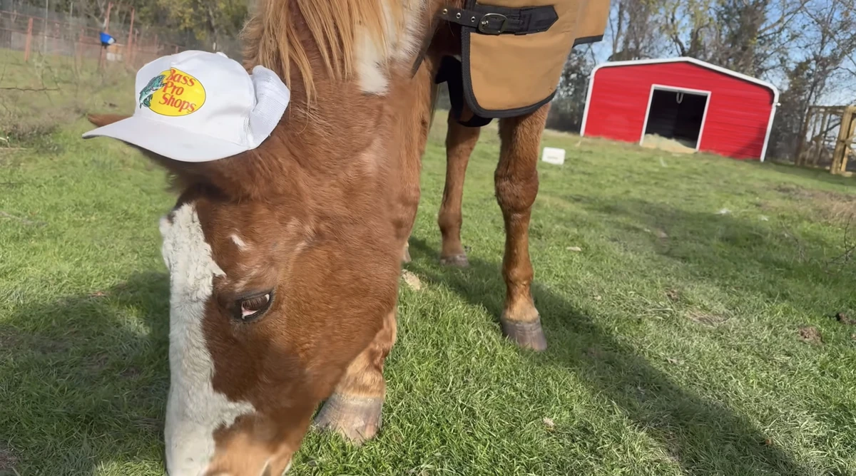 Arthur Morgan | The Urban Rescue Ranch Wiki | Fandom