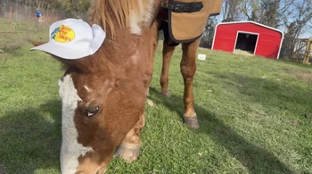 Arthur Morgan | The Urban Rescue Ranch Wiki | Fandom