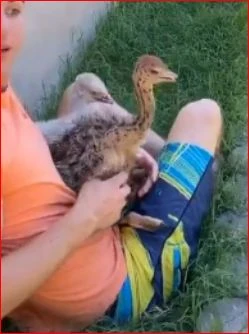 James Charles (Ostrich) | The Urban Rescue Ranch Wiki | Fandom