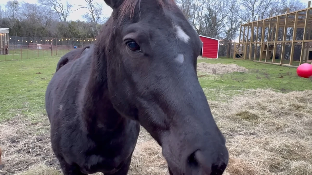 John Marston | The Urban Rescue Ranch Wiki | Fandom