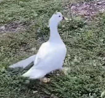 Angel Wing | The Urban Rescue Ranch Wiki | Fandom