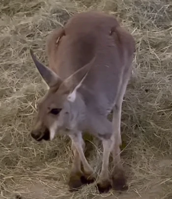 DaBaby's Wife | The Urban Rescue Ranch Wiki | Fandom