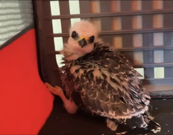 Pipsqueak | The Urban Rescue Ranch Wiki | Fandom