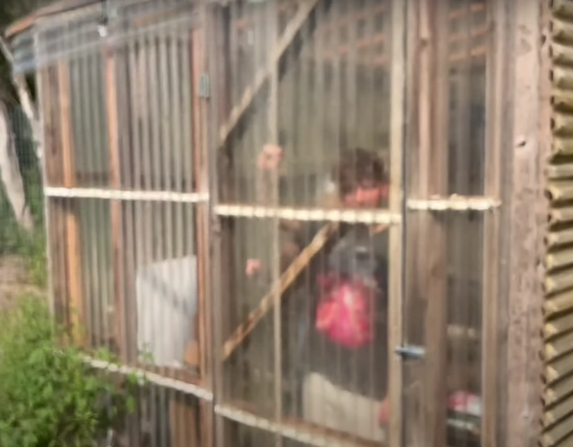 Greenhouse Arc | The Urban Rescue Ranch Wiki | Fandom