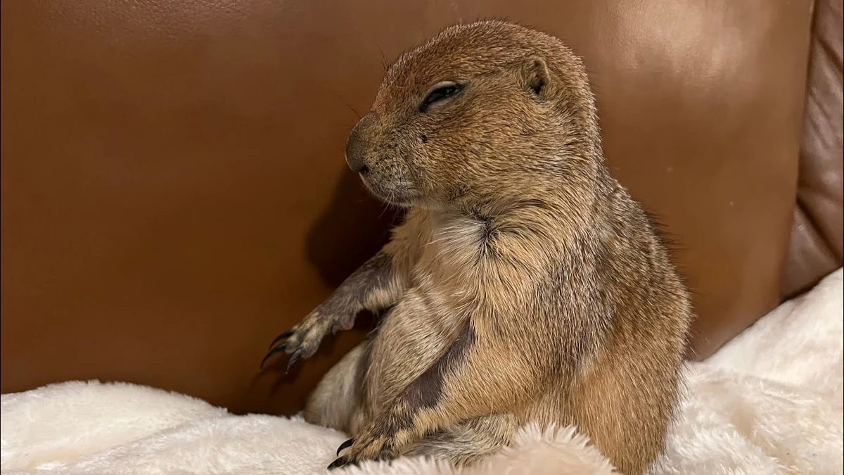 August 10, 2022 (We Ate Him) | The Urban Rescue Ranch Wiki | Fandom