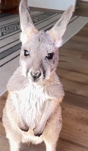 Bingus | The Urban Rescue Ranch Wiki | Fandom