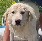 Heidi | The Urban Rescue Ranch Wiki | Fandom