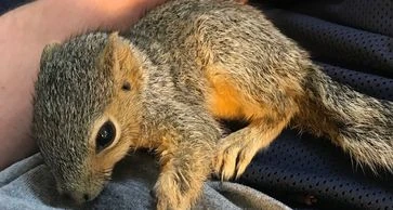 Sandy | The Urban Rescue Ranch Wiki | Fandom