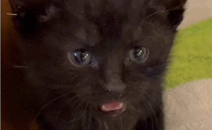 Tupac | The Urban Rescue Ranch Wiki | Fandom