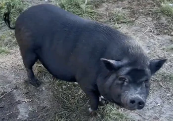 Petunia | The Urban Rescue Ranch Wiki | Fandom